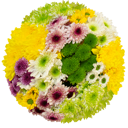 Pompom CDN, Assorted Colors (Quick Ship) – 48LongStems.com