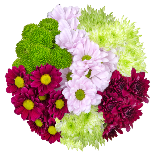 Pompom CDN, Assorted Colors (Quick Ship) – 48LongStems.com