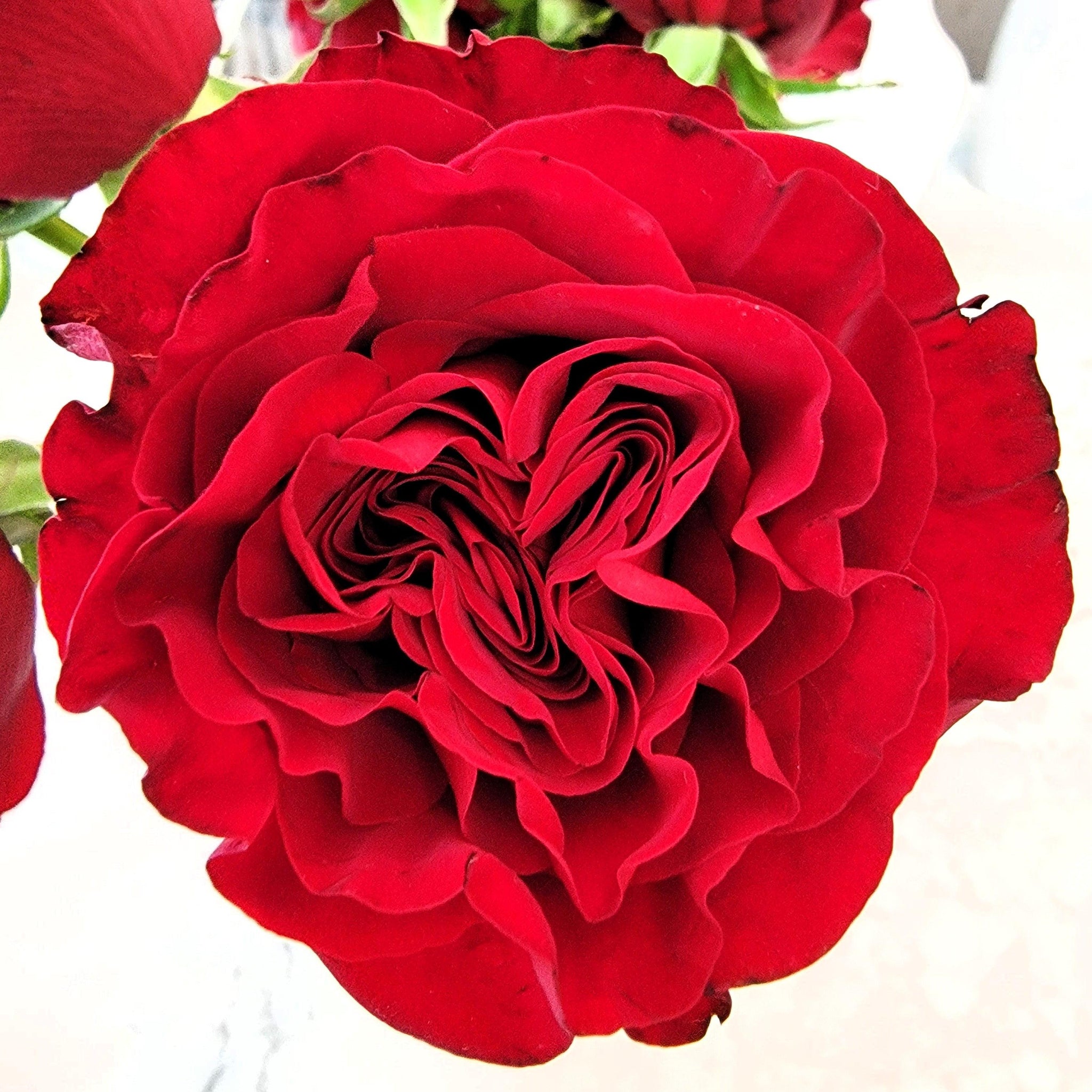 Hearts | Hearts Red Garden Rose Bouquet