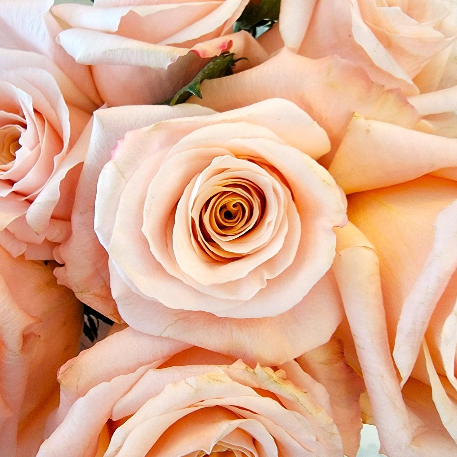 Peaches & Cream Rose Bouquet | Peach & Cream Bouquet – 48LongStems.com