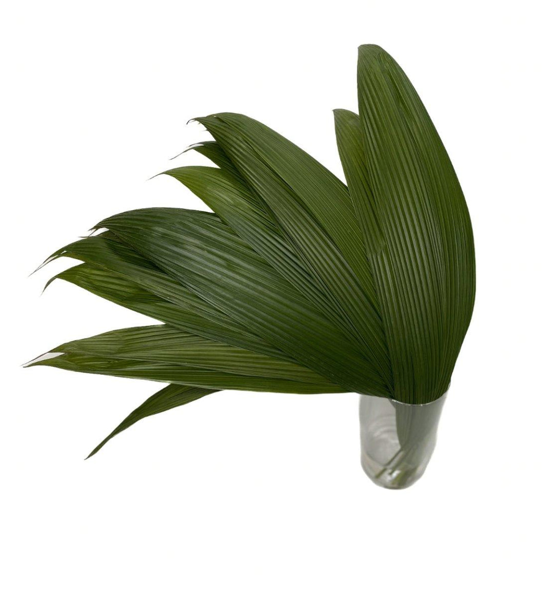 Accordeon, Whaleback Palm Leaf – 48LongStems.com