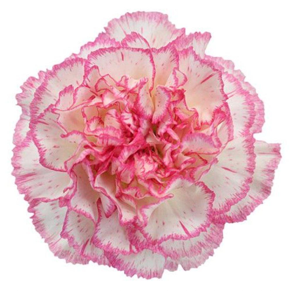 Wholesale Bicolor White/Pink Carnations | Bulk Carnations