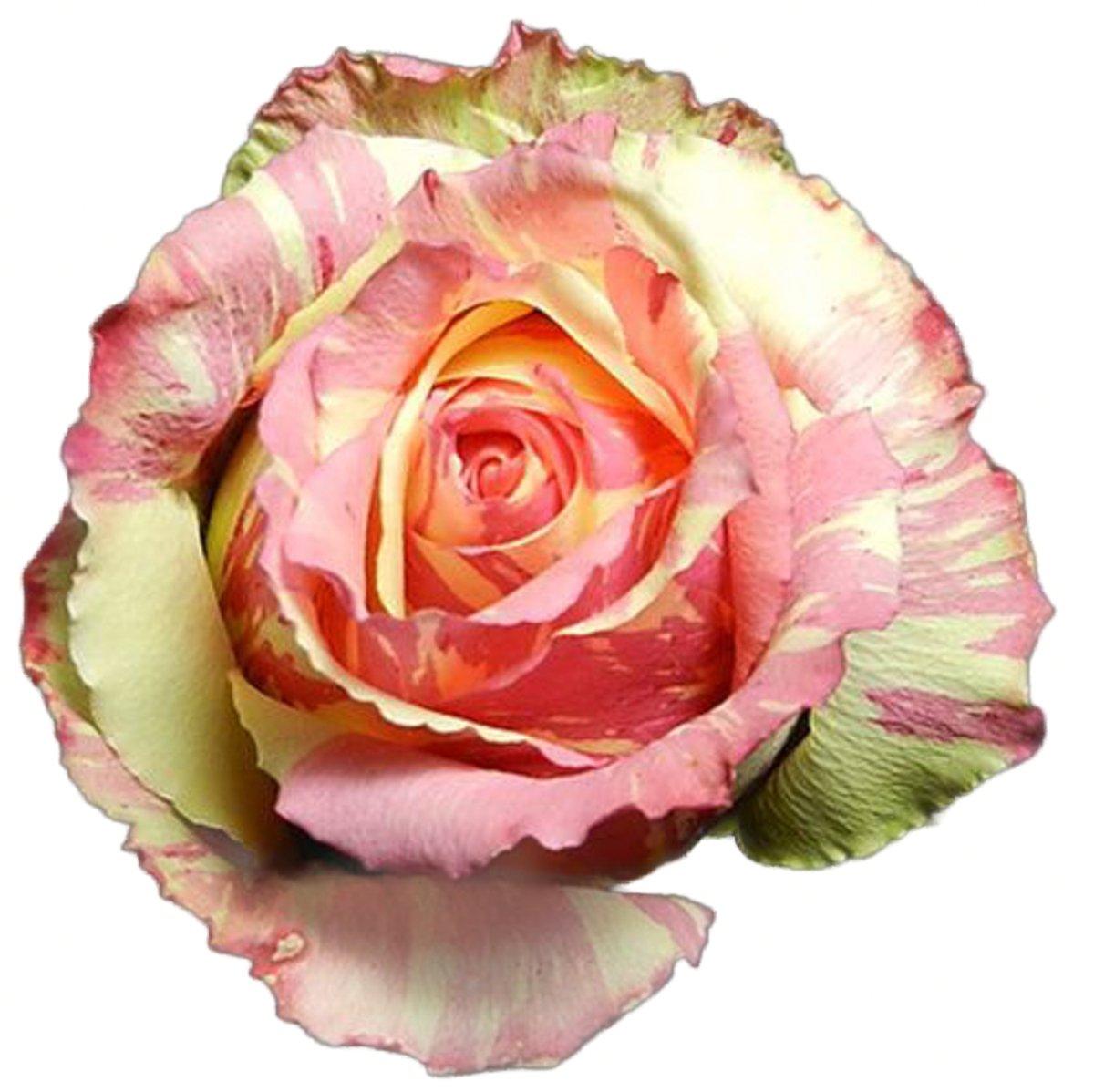 Fiesta Bi-Color Pink Roses | Wholesale Pink Roses