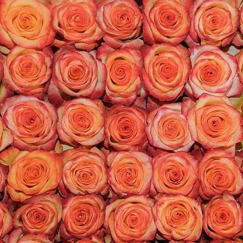 High and Magic Bi-Color Yellow Roses | Wholesale Roses