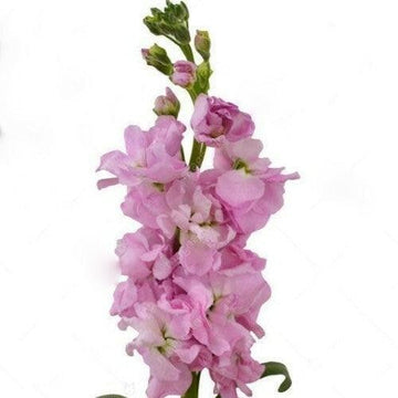 Wholesale Hot Pink Stock | bulk Hot Pink Stock | 48LongStems ...