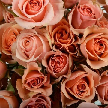 Wholesale Ilse Peach/Pink Spray Roses | Ilse Spray Roses – 48LongStems.com