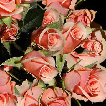 Wholesale Ilse Peach/Pink Spray Roses | Ilse Spray Roses – 48LongStems.com