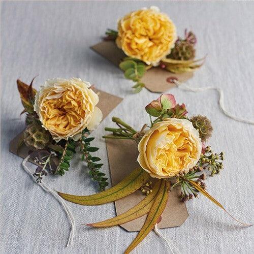 Beatrice David Austin Yellow Cream Garden Roses