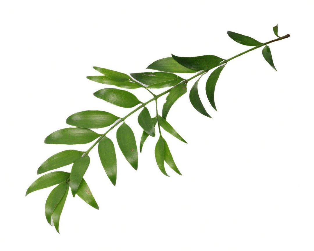 Italian Ruscus, 25 Bunches – 48LongStems.com