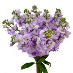 Wholesale Lavender Stock | Bulk Lavender Stock – 48LongStems.com