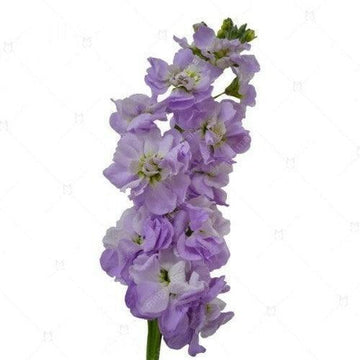 Wholesale Lavender Stock | Bulk Lavender Stock – 48LongStems.com