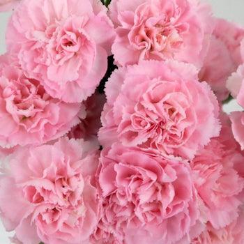 Light Pink Mini Carnations | Wholesale Light Pink Carnations