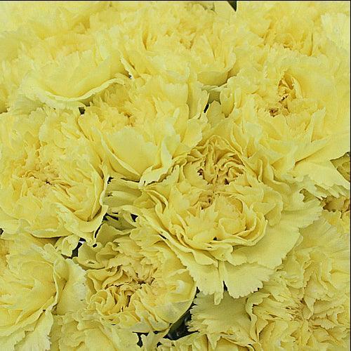 Bulk Light Yellow Carnations | Wholesale Yellow Carnations