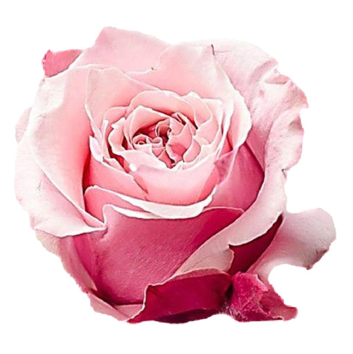 Oops Bi-Color Pink Roses | Wholesale Pink Roses