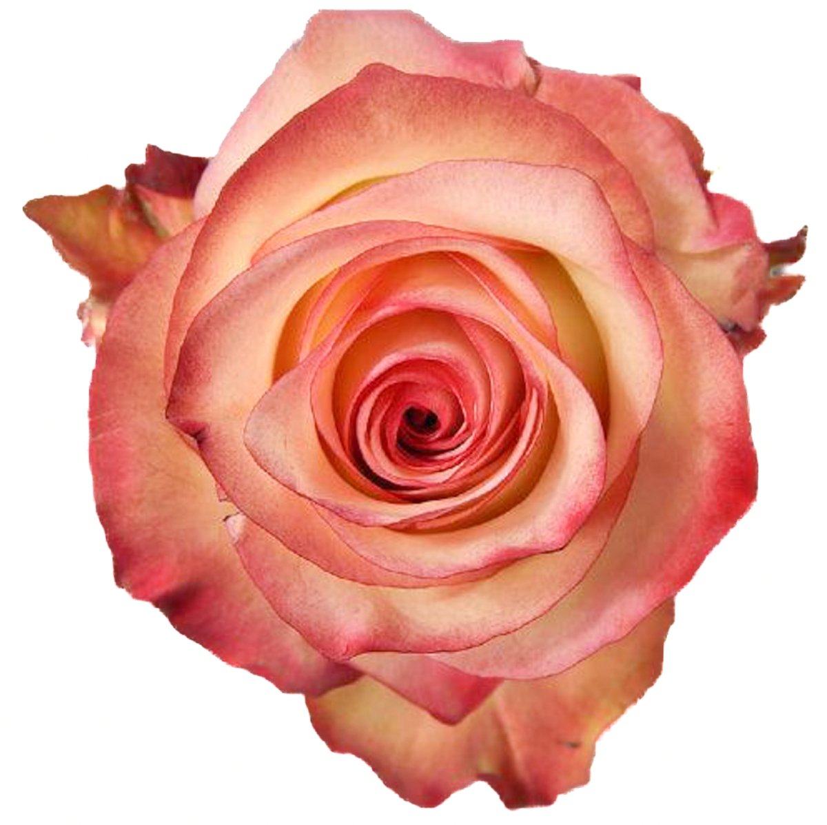 Paloma Bi-Color Pink Roses | Wholesale Pink Roses