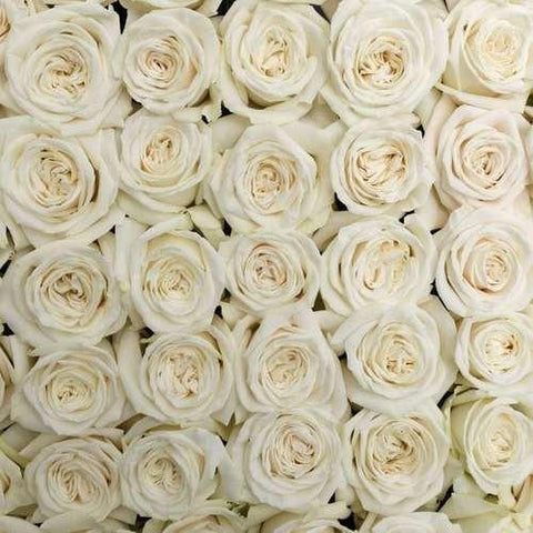 Wholesale Roses Online | Bulk Roses Delivery - 48LongStems ...