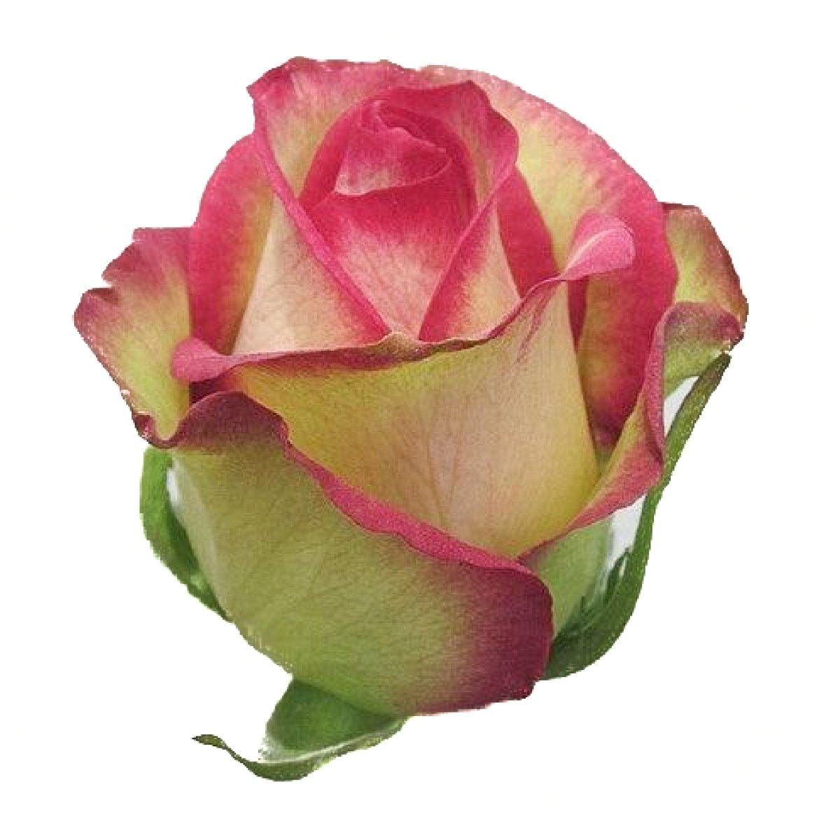 Prime Time Bi-Color Pink Roses Wholesale | Pink Roses – 48LongStems.com