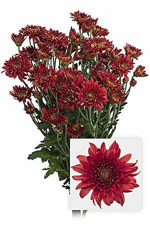 Wholesale Rust Red Daisy Pom | Wholesale Rust Red Daisy Pom