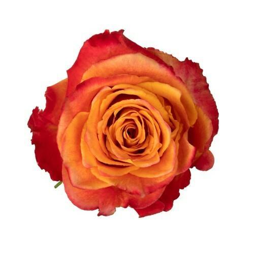 Silantoi Bi-Color Yellow Roses | Wholesale Yellow Roses