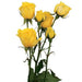 Sun City Yellow Spray Roses | Wholesale Spray Roses – 48LongStems.com