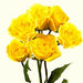 Sun City Yellow Spray Roses | Wholesale Spray Roses – 48LongStems.com